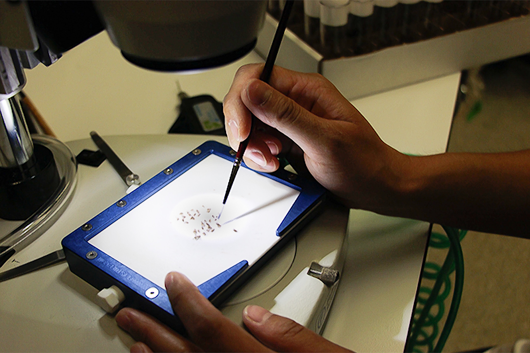 Fruit flies could help scientists achieve fruitful research - WCVM ...