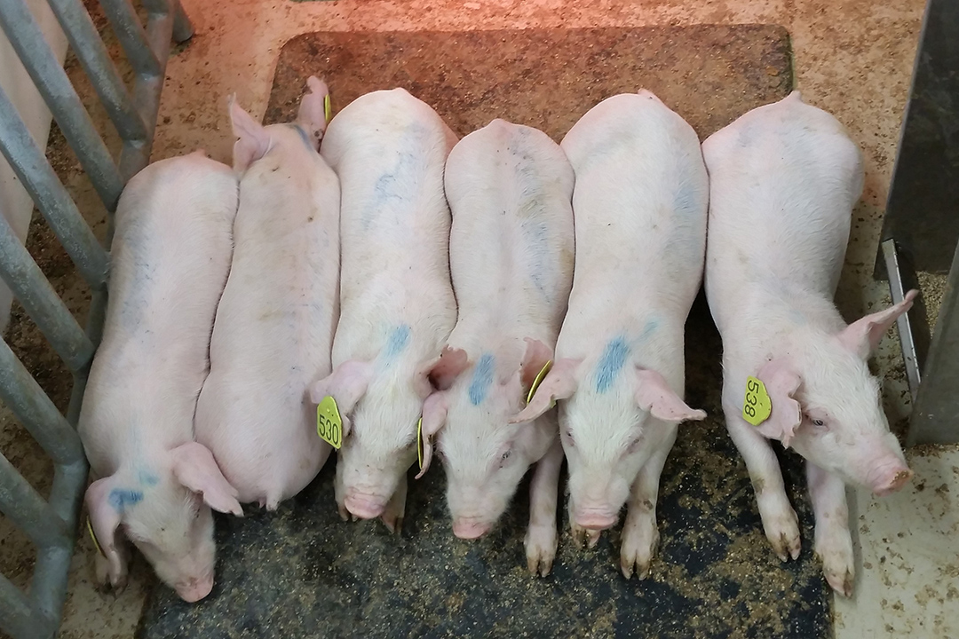 New veterinary program aims to support Canadian swine industry ...